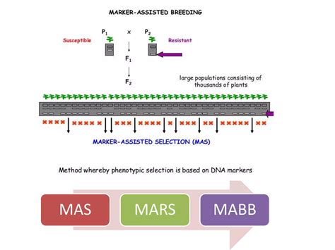 Marker Assisted Breeding In Maize Pptx