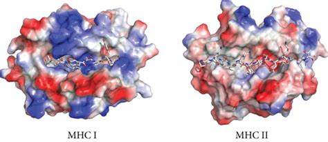 Mhc Molecule Binding Groove The Figure Depicts The Molecular Surface