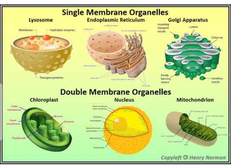 Single And Double Membrane Biology With Atta Ul Ahsan