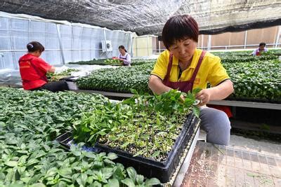 山东青州大暑时节育苗忙 人民图片网