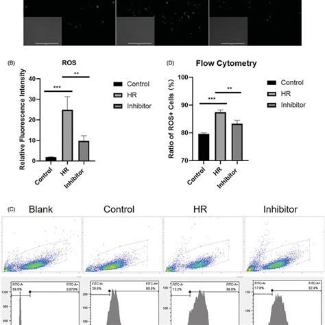 Relative fluorescence intensity and ratio of ROS þ HK 2 cells A