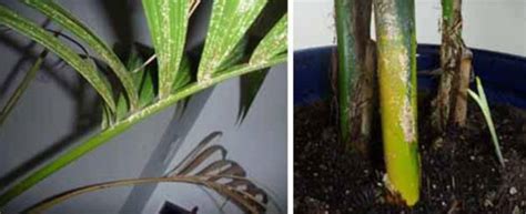 نخل اریکا پالم گل و گیاه منصوری