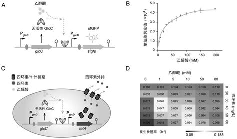 一种基于生物传感器的高通量筛选方法及其在多基因代谢途径优化中的应用 2