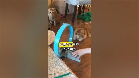 아기와 고양이 같이 키우면 좋은점 Youtube