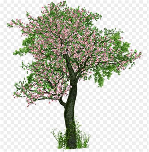 Free Download HD PNG Spring Tree Png PNG Transparent With Clear Background ID TOPpng