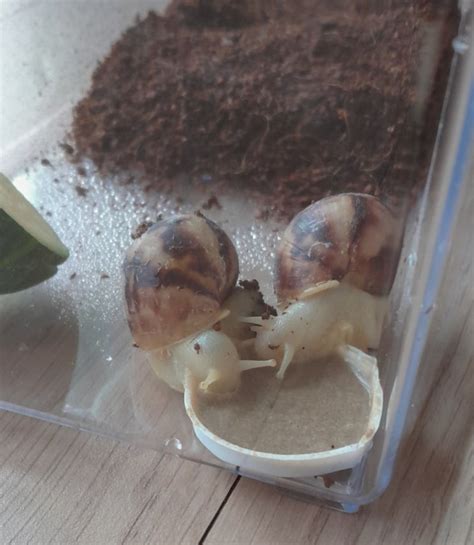 백와 달팽이 키우기 초보분 강추 네이버 블로그