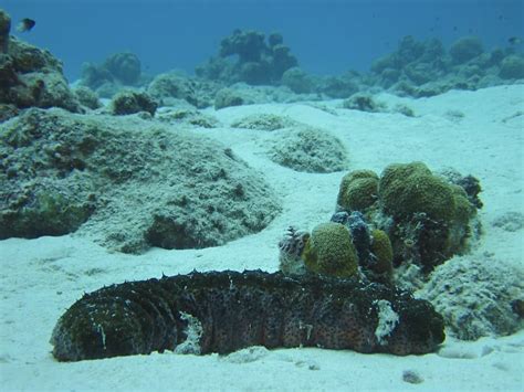 The Secret Of The Sea Cucumbers Survival Trick