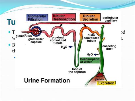 Ppt Urine Formation Glomerular Filtration Powerpoint Presentation