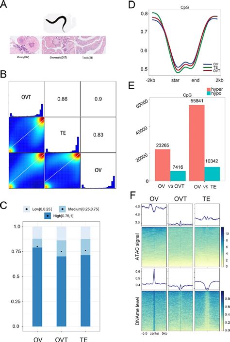Dna Methylation Dynamic Alteration During The Gonadal Development A Download Scientific