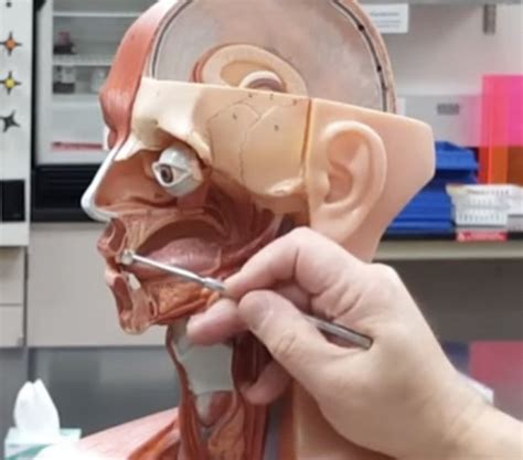 Lab Flashcards Quizlet