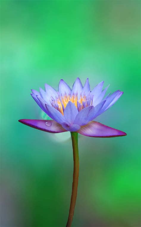 Download Flower Iphone Posterazzi Lotus Photography Picture