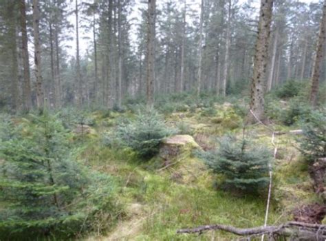 Adaptation Forest Research