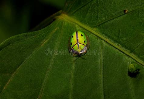 Indian Green Tortoise Shell Beetle Chiridopsis Bipunctata Kudremukh Wildlife Sanctuary Stock