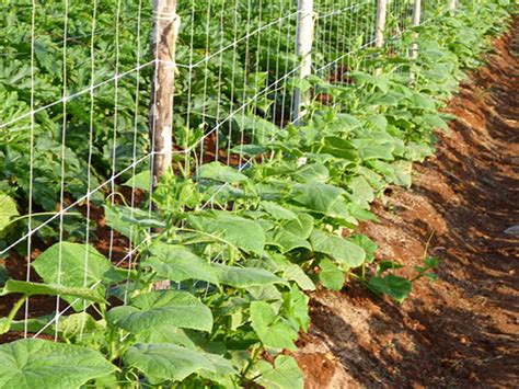 Trellis Netting Manufacturerswholesale Trellis Netting Suppliers For Sale