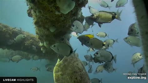 Underwater Camera Frying Pan Tower At Patricia Bartholomew Blog