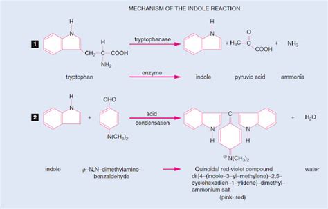 Indole Test Principle Procedure Results And Interpretation