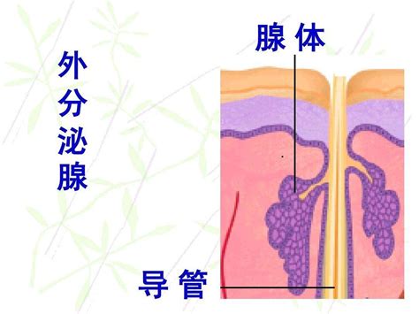 omega腺体示意图 图库 五毛网