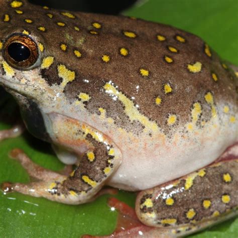 Buy Kassina Senegalensis Toad Venom Online Venom Supplies