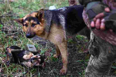 ომის ძაღლები უკრაინელი ჯარისკაცები და მათი მეგობრები