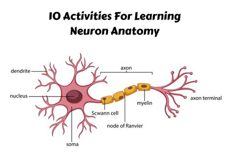 Simple Neuron Drawing