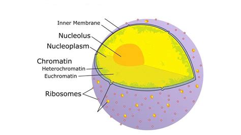 Cell Diagram Nuclear Membrane
