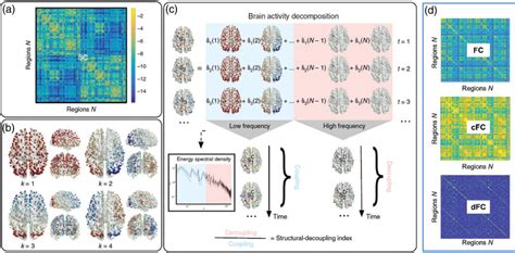Structure Decoupled Functional Connectome Based Brain Age Prediction
