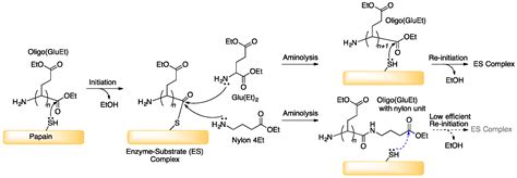 Papain Enzyme