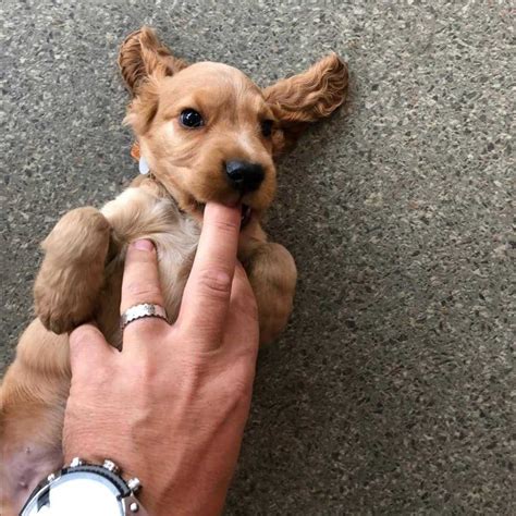 Pui Rasa Cocker Spaniel Bucuresti Sectorul 1 • Olxro