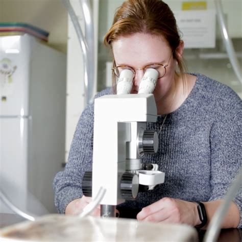 Ant Pheromones May Help Protect Hikers And Campers From Ticks Simon