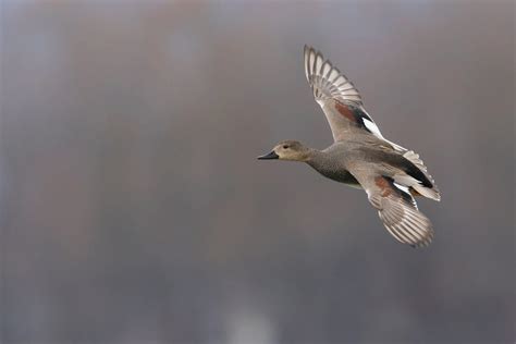 Gadwall Duck How To Identify Hunt And Cook Gray Ducks