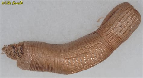 Bio385 Nematodes