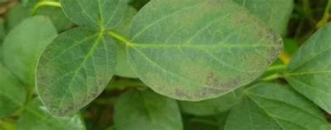 Phosphorus Deficiency