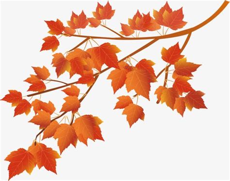 만화 단풍 벡터 단풍 식물 그림 그림