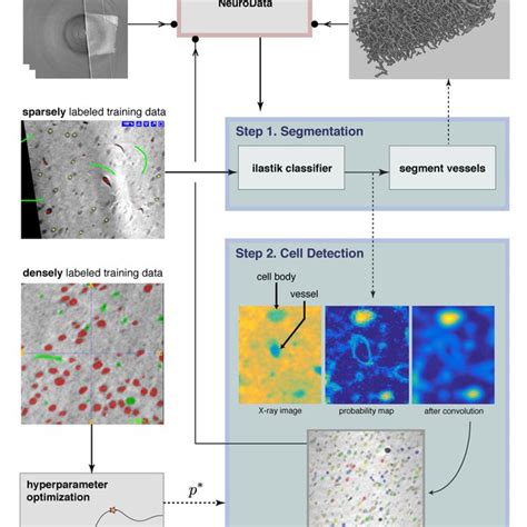 Image Processing And Computer Vision Pipeline For Segmentation And Cell Download Scientific