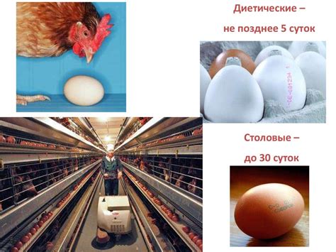 Способы определения свежести яиц - презентация онлайн