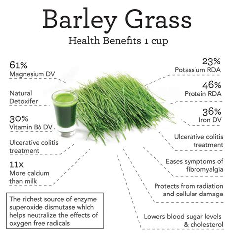 Barley Grass Benefits Nutrimarket
