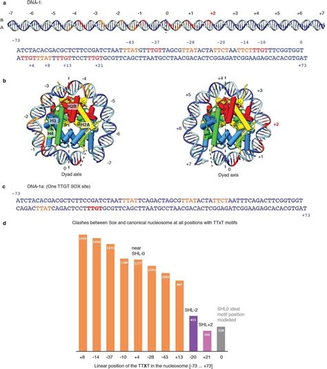 dna constructs and motif positions related to fig 1 a dna 1