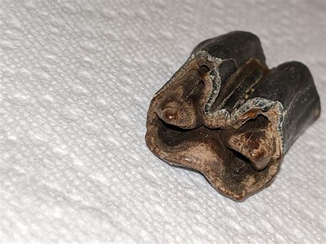 Is This A Fossilized Tooth Of Some Sort I Found It In A Creek In Indiana R Whatsthisrock
