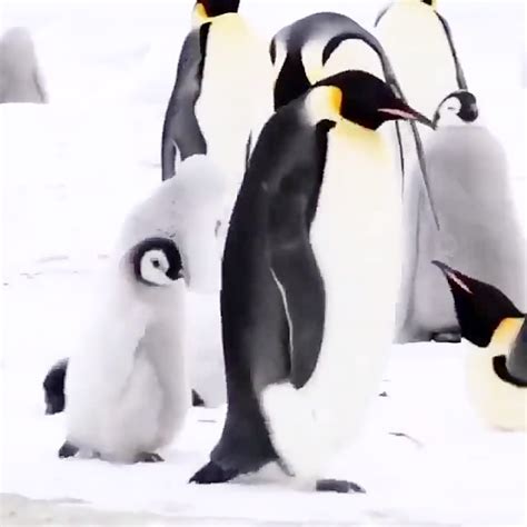 خواهر و برادری