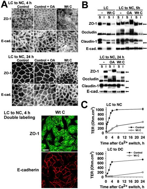 Effects Of Deregulating Pp2a Activity On The Distribution Detergent