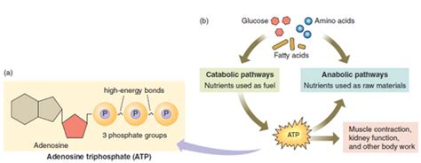 Biochem Module WGU Flashcards Quizlet