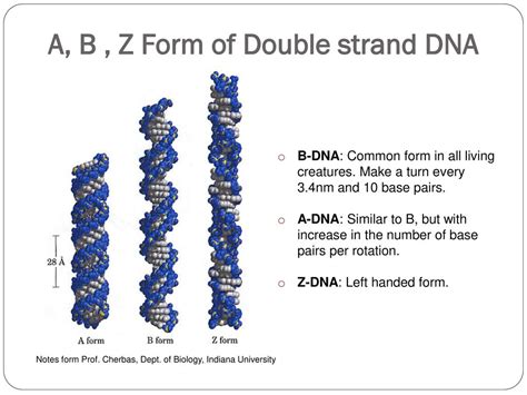 Liquid Crystal Phases Of Dna And Implications For The Origin Of Life Ppt Download