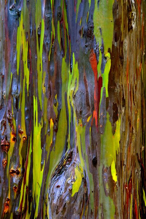 Acrylic Painting Tree Bark Janey Palumbo