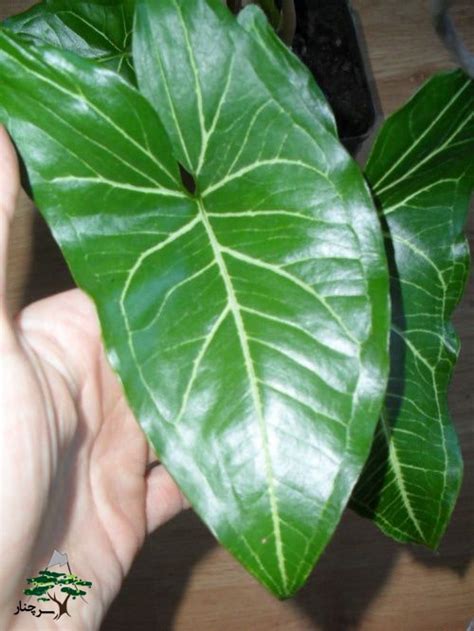 خرید گیاه سینگونیوم فروشگاه اینترنتی سرچنار