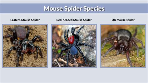 Mouse Spider Deadly Facts Appearance And Global Presence