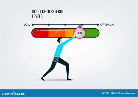 Good HDL And Bad LDL Cholesterol Healthy Blood Vessel And