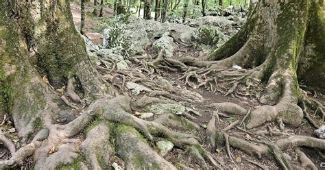 Tree Roots Growing Above Ground