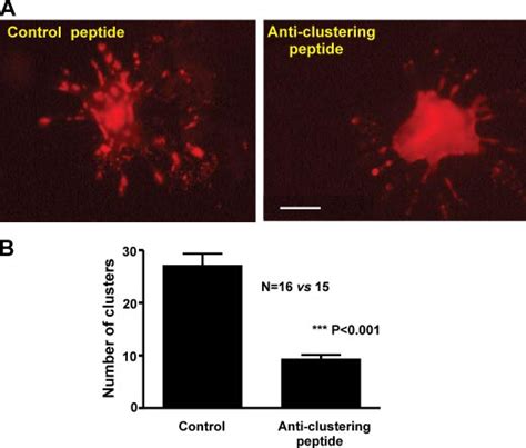 The Effect Of Injecting Anti Clustering Peptide Into Isolated Bag Cell Download Scientific