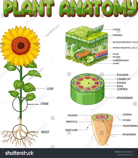 Internal Structure Plant Diagram Illustration Stock Vector Royalty