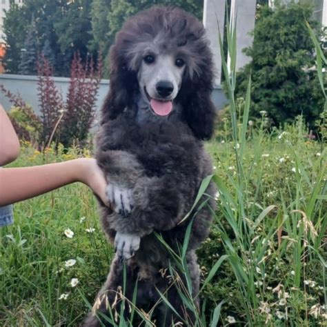 Купить щенка пуделя~карликовый малый той пудель Щенки пуделя собаки 2024 ВКонтакте